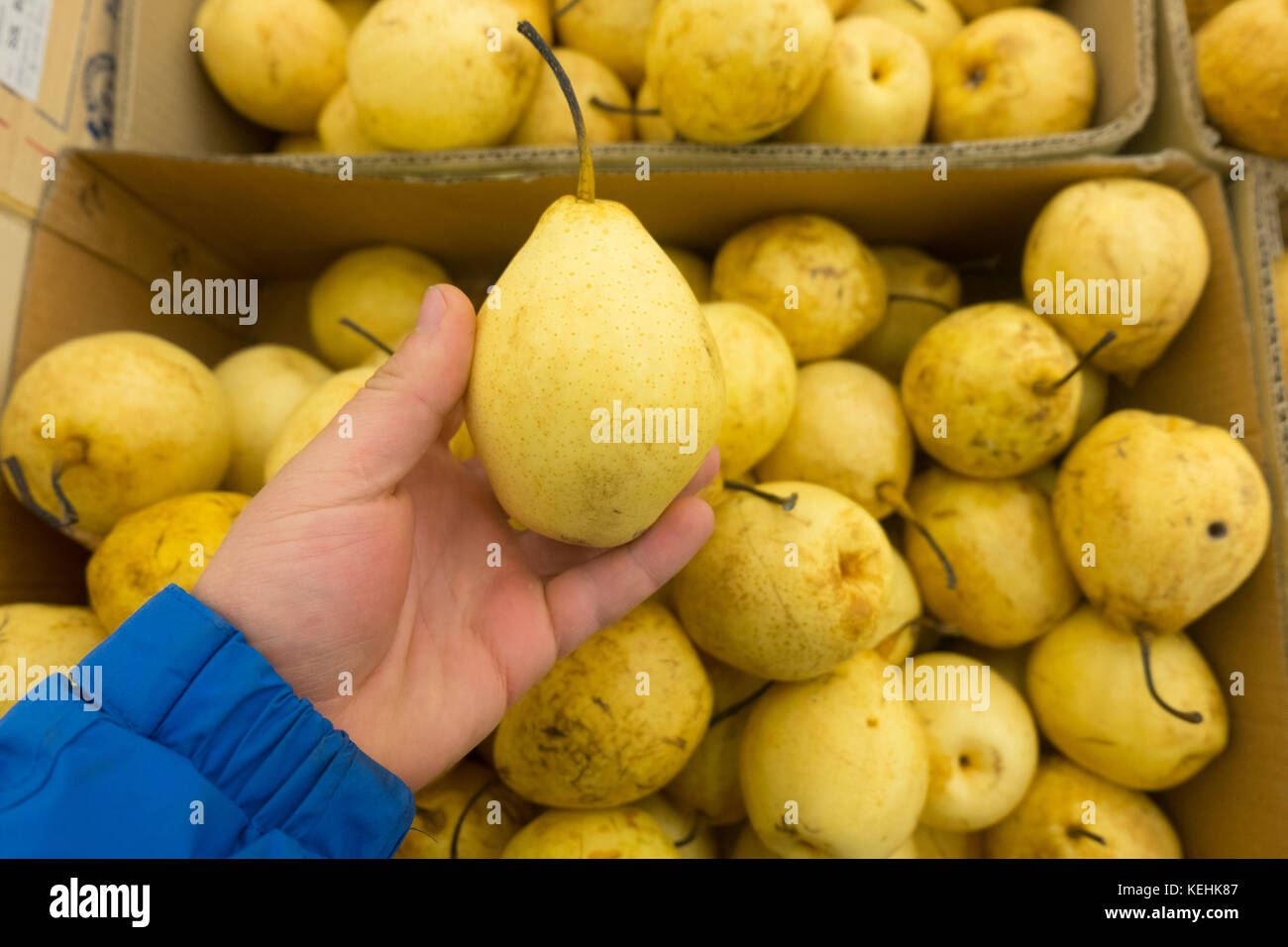 Hand holding yellow pear Stock Photo - Alamy