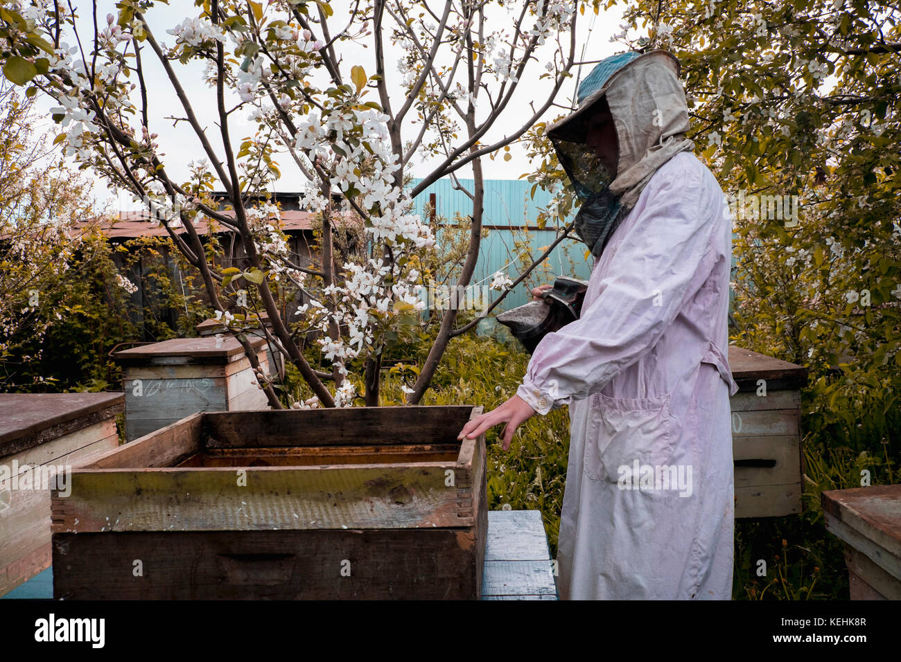 Lady Beekeeper High Resolution Stock Photography and Images - Alamy