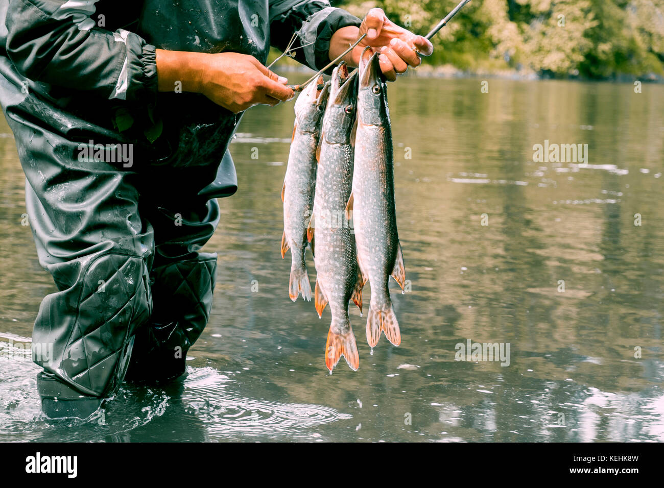 Fisherman holding fish Stock Photo - Alamy