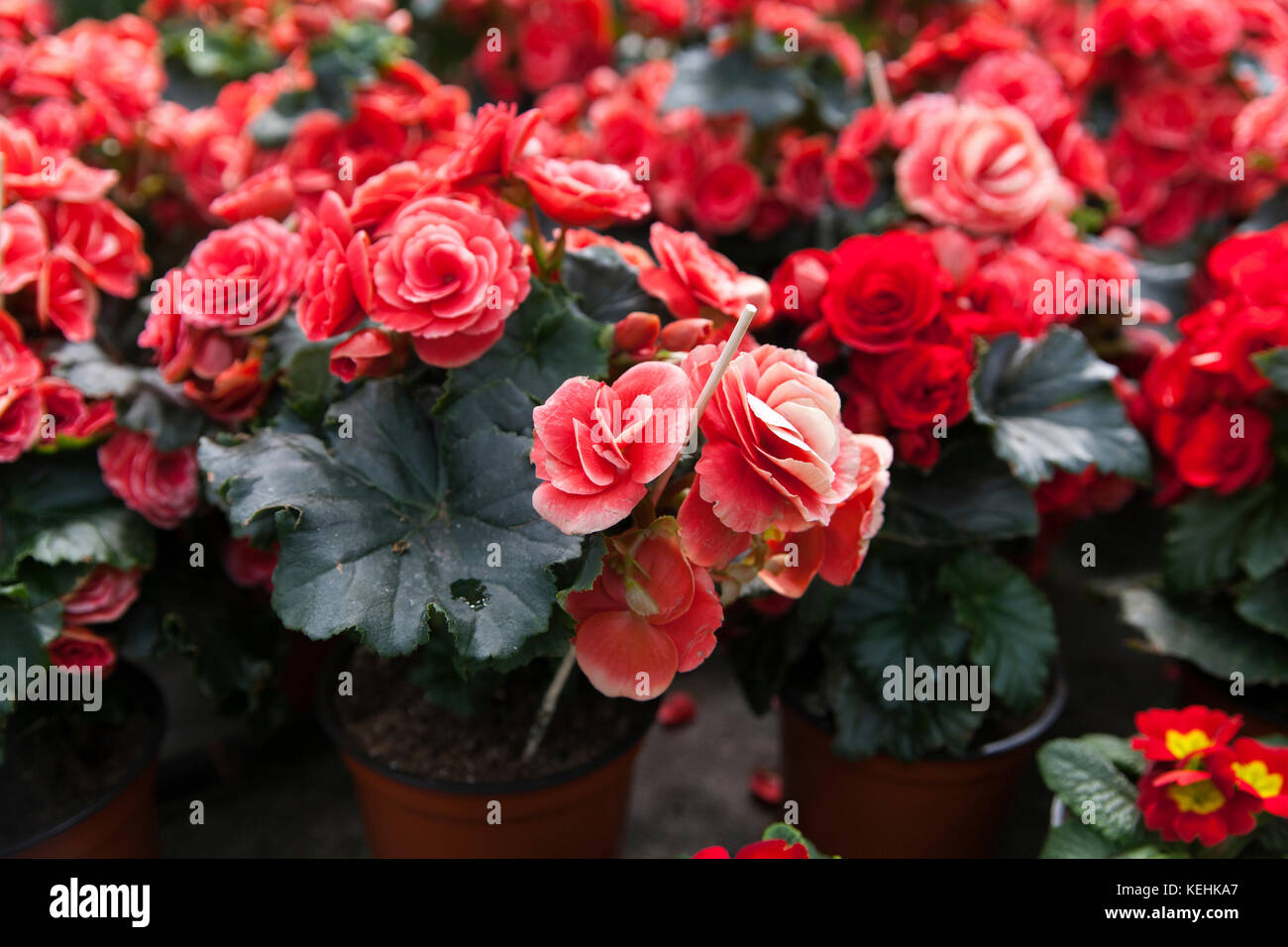 Eastern european flora hi-res stock photography and images - Alamy