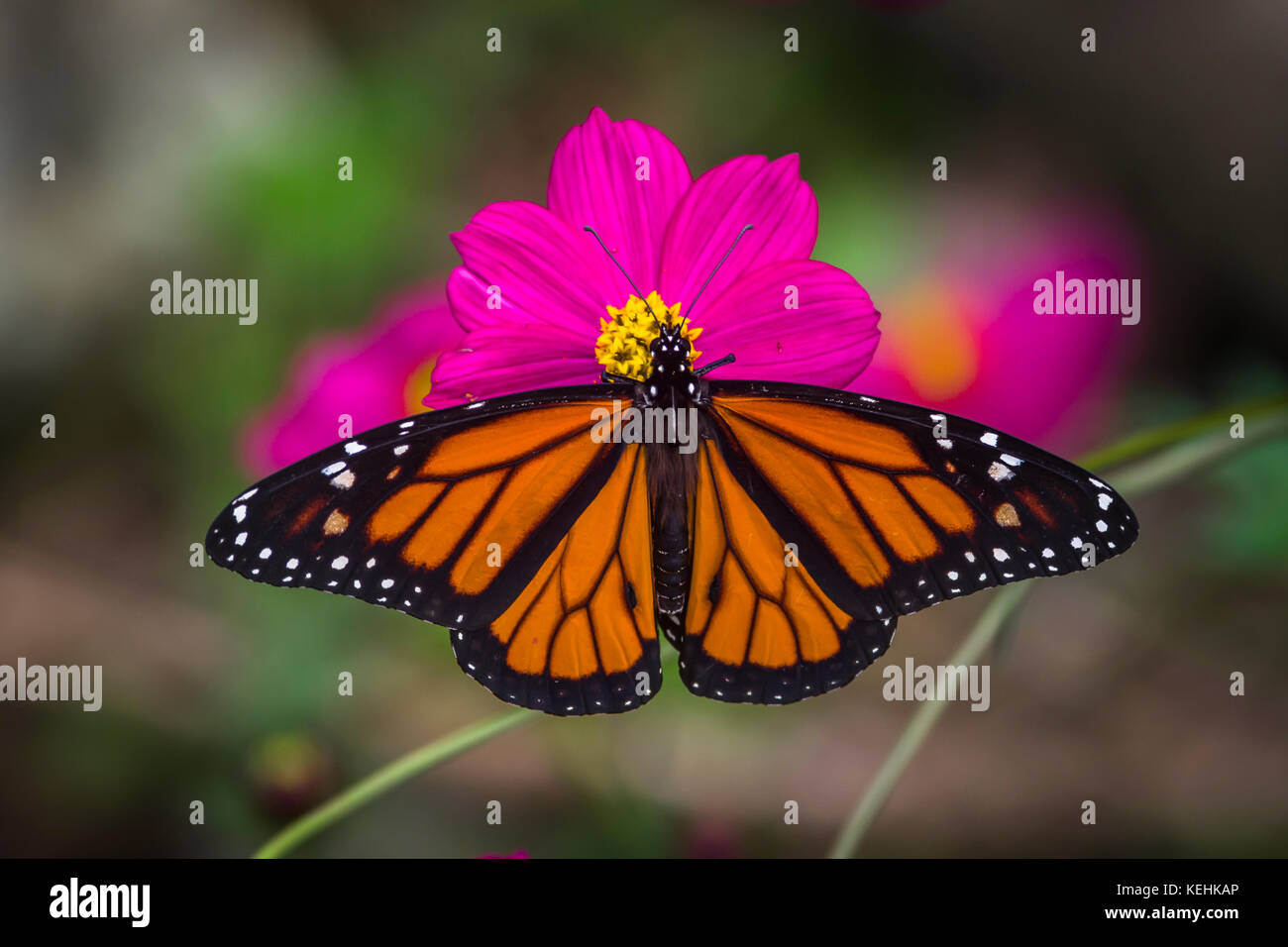 Monarch Butterfly on a flower Stock Photo - Alamy