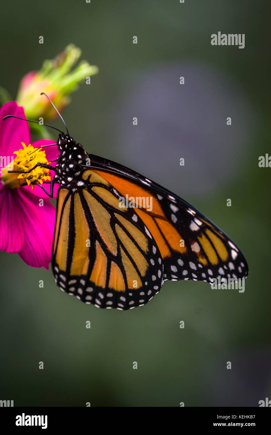 Monarch Butterfly on a flower Stock Photo - Alamy