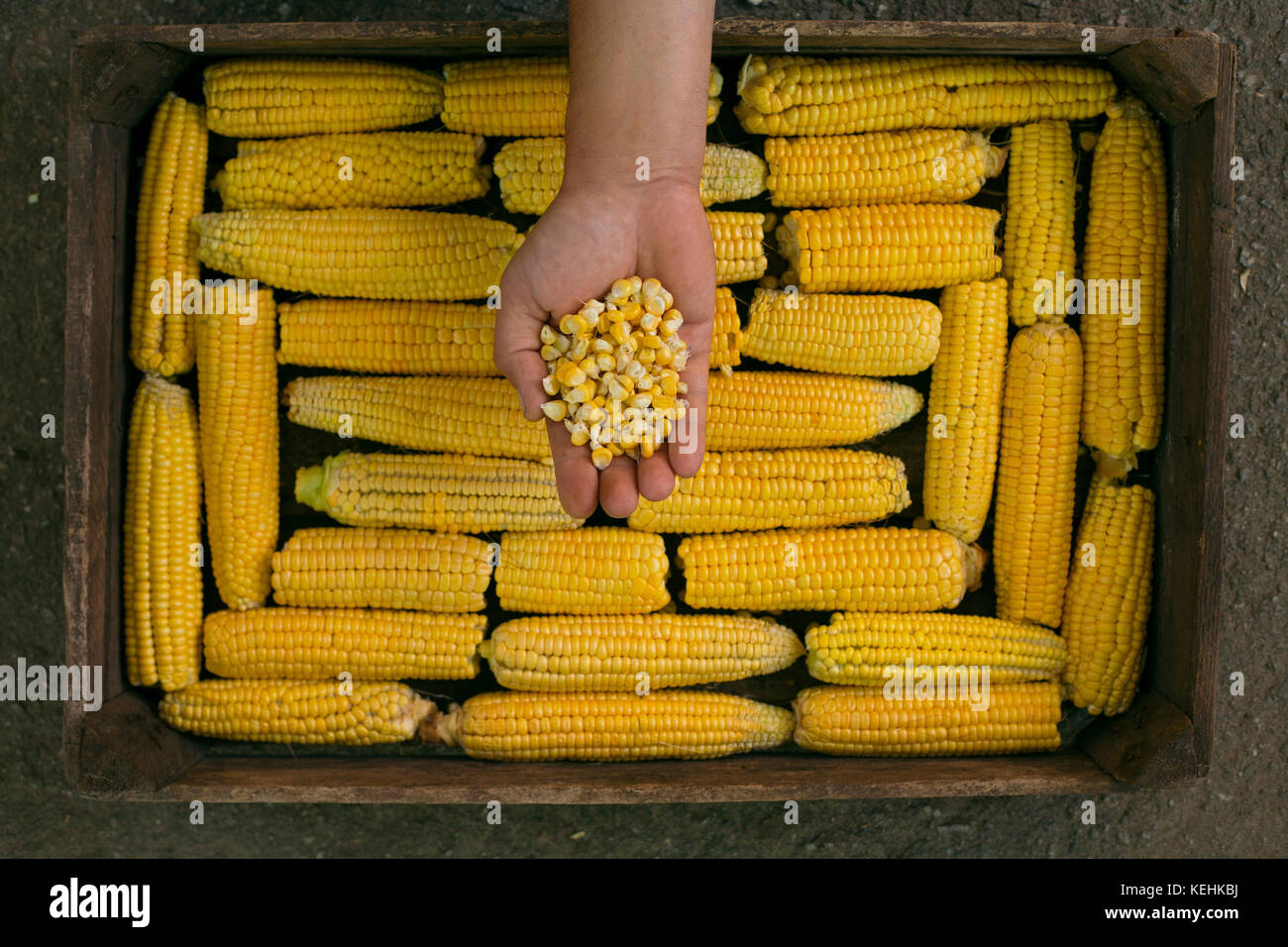 Hand holding kernels of corn over a box of corn on cob Stock Photo - Alamy