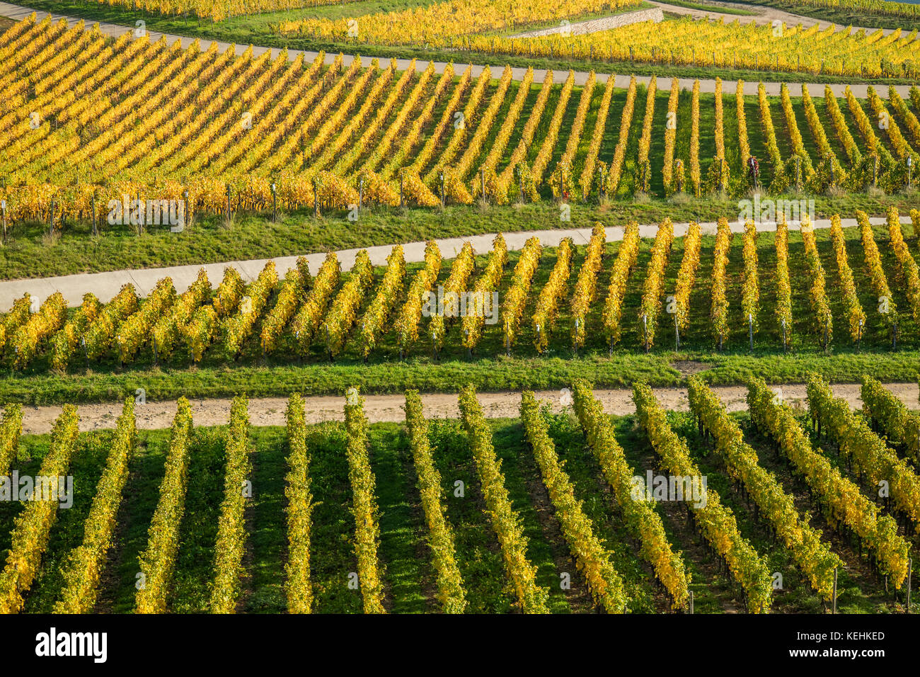 autumnal vineyards in Rüdesheim am Rhein, wine making town in Germany ...