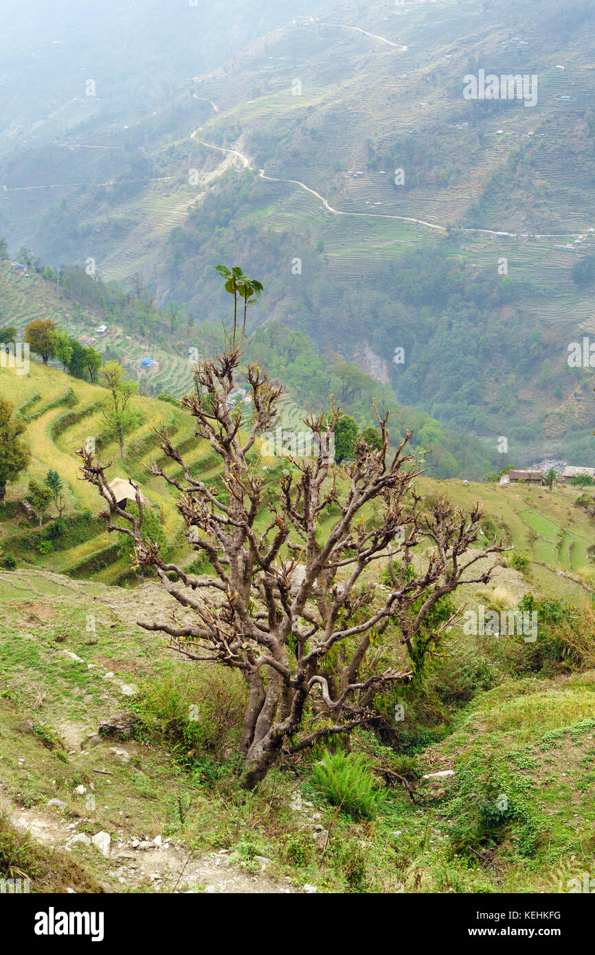 Birch tree growing on a slope close to the trail near Landruk ...