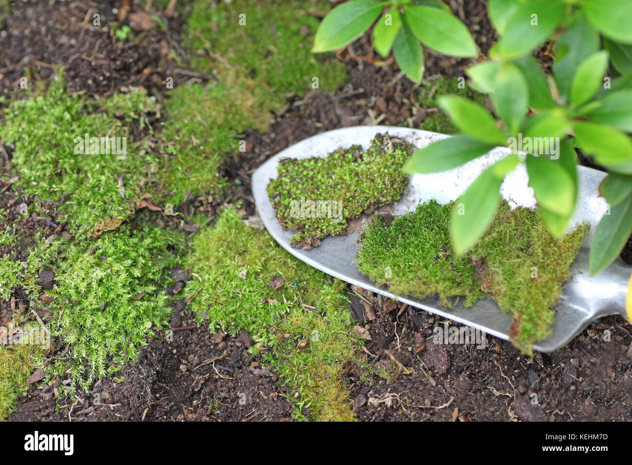 Constructing a moss garden with a trowel of moss sections, azalea ...