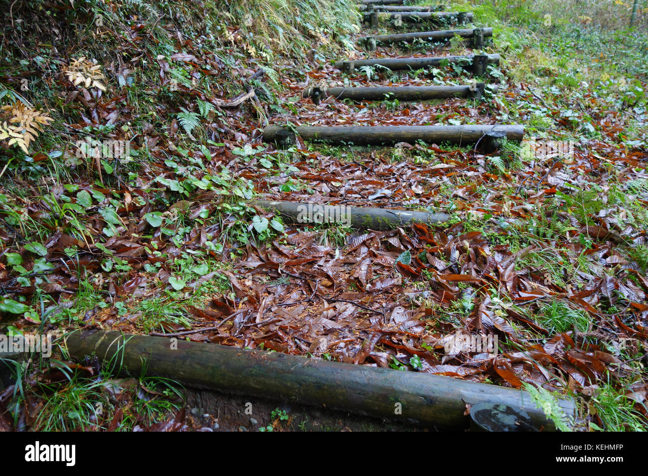 Wooden trunk steps in autumn forest for tourist footpath Stock Photo ...
