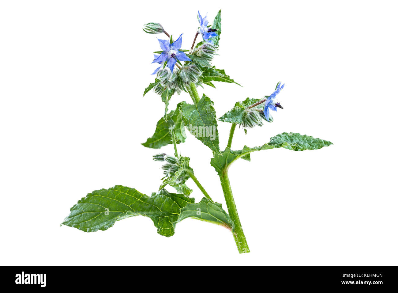 Fresh Borage Branch on a white background Stock Photo - Alamy