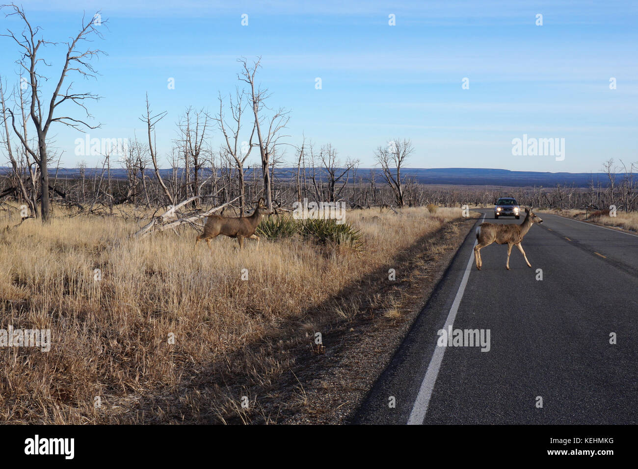 Dead deer highway road roadkill hi-res stock photography and images - Alamy