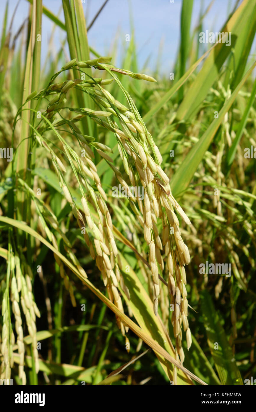 The ripe paddy field is ready for harvest Stock Photo - Alamy
