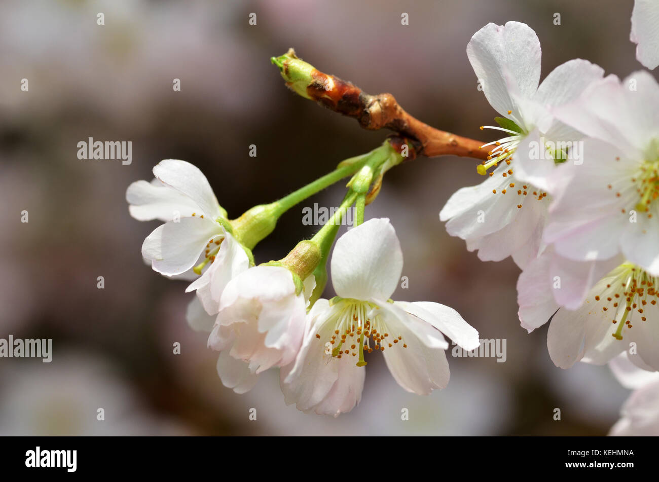 Spring flowers series, Beautiful Cherry blossom Stock Photo - Alamy