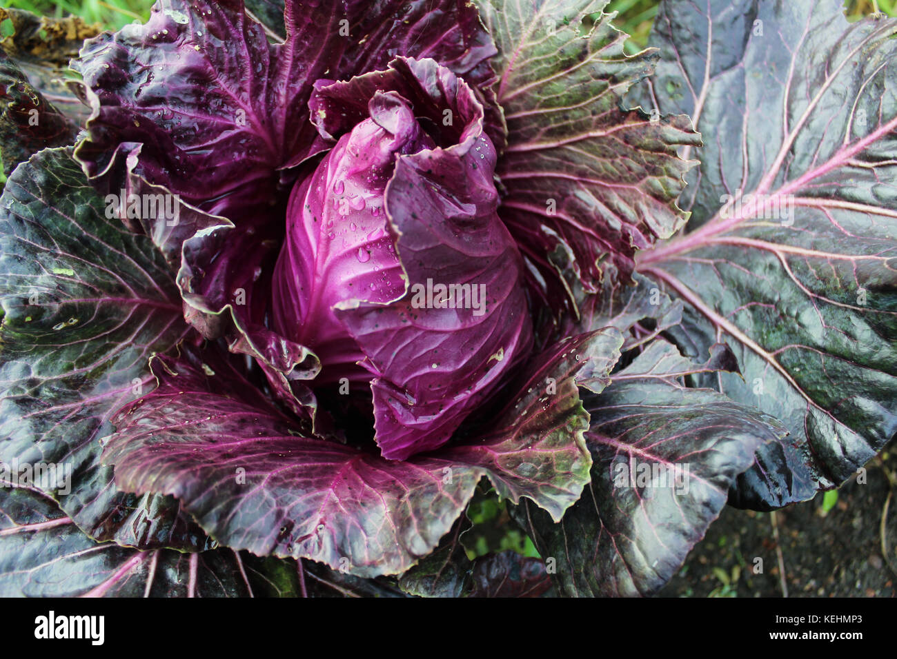 Purple fall cabbage hi-res stock photography and images - Alamy