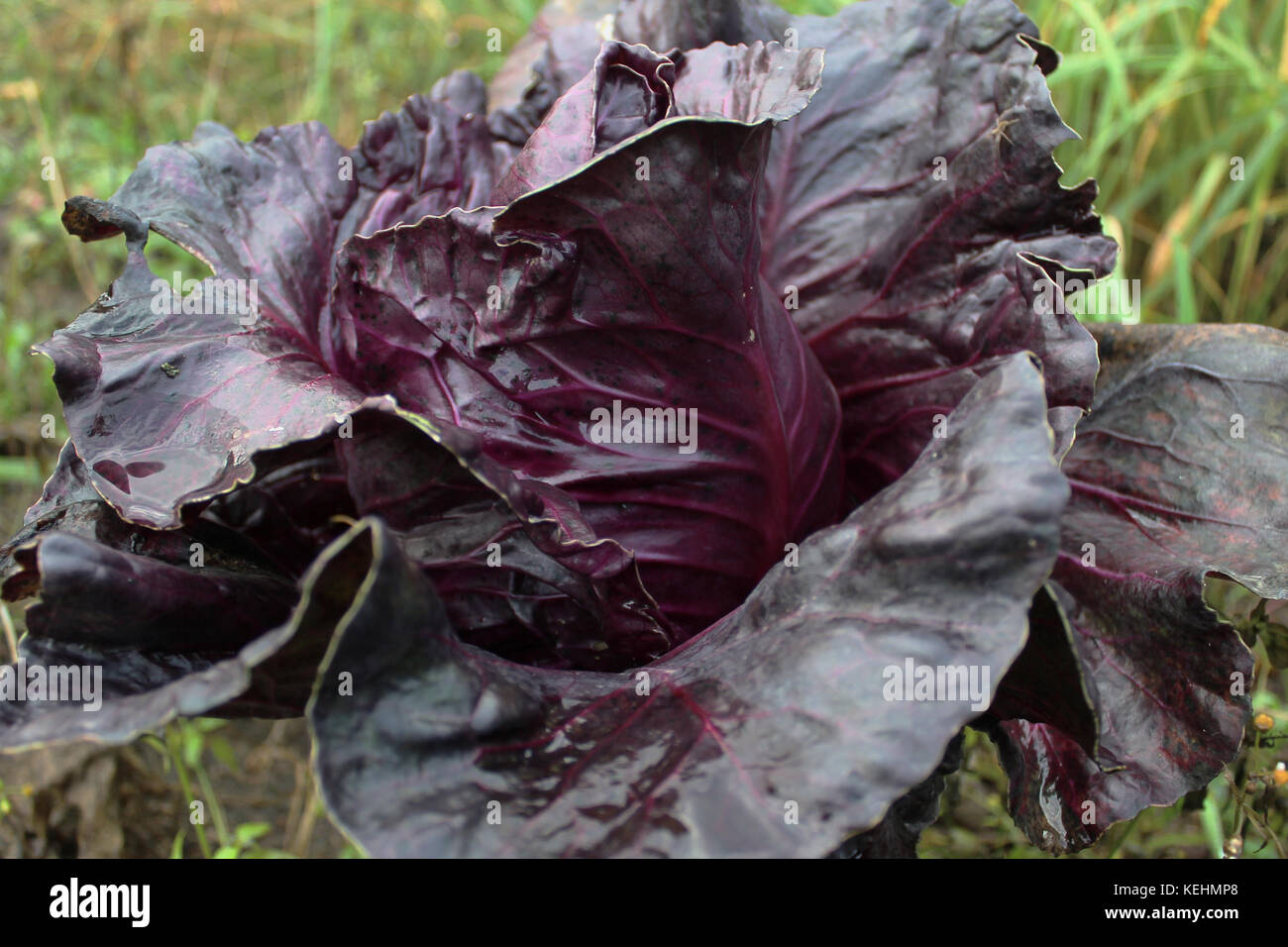 Organic purple cabbage Stock Photo - Alamy