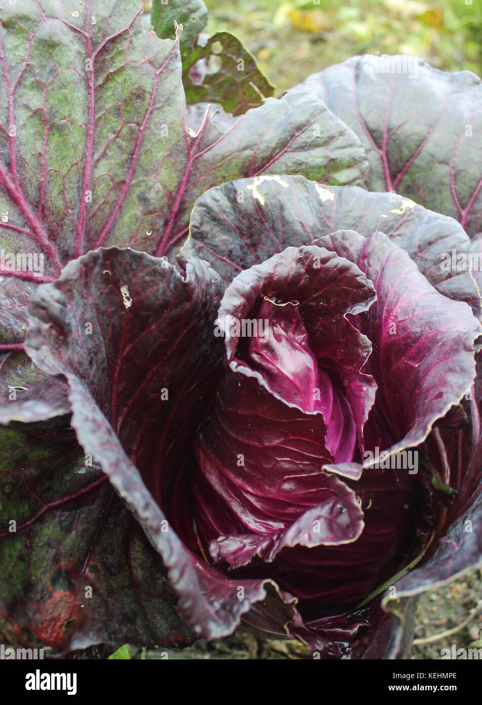 Natural cabbage in organic hi-res stock photography and images - Alamy