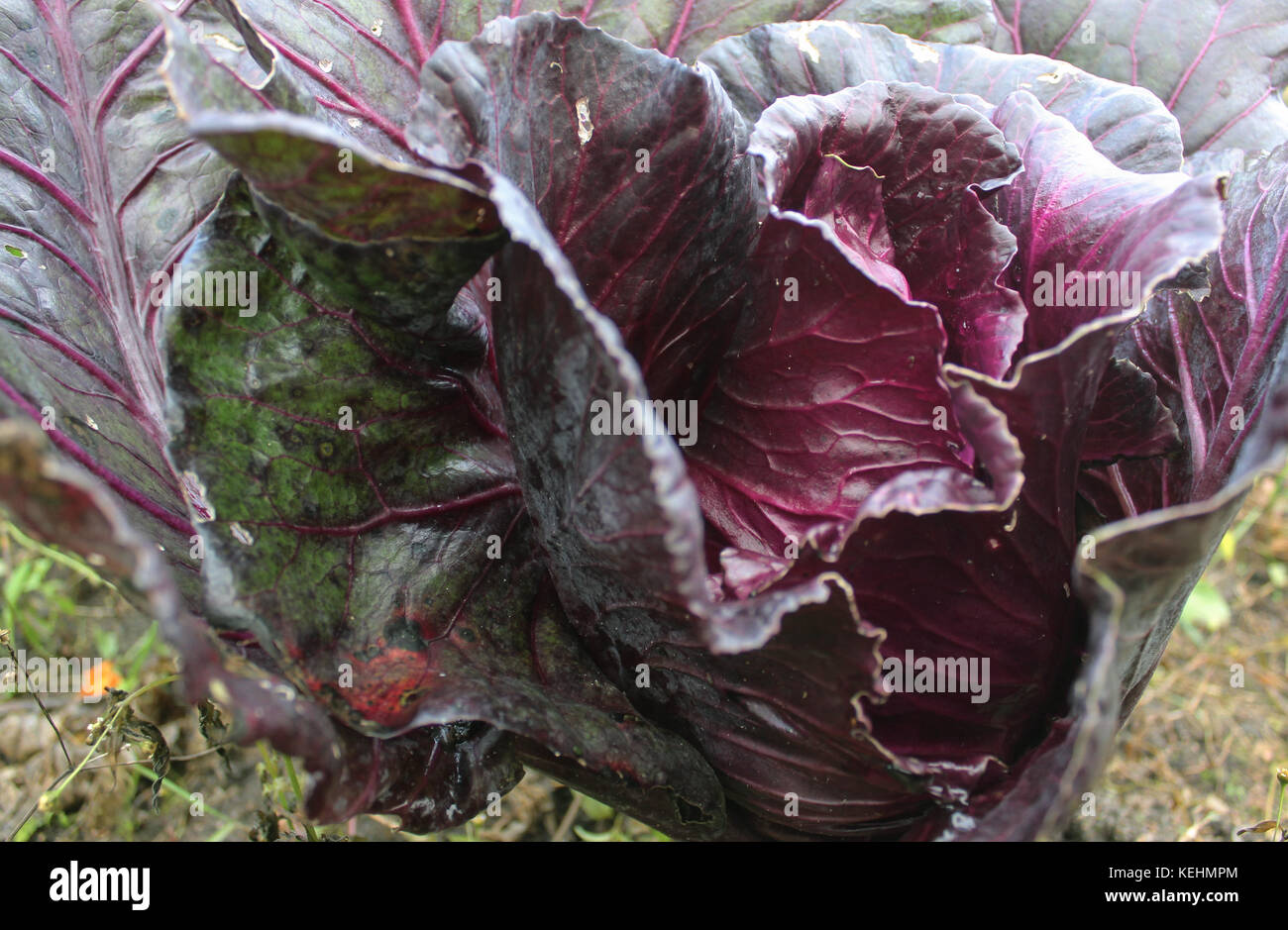 Nature plant cabbage hi-res stock photography and images - Alamy