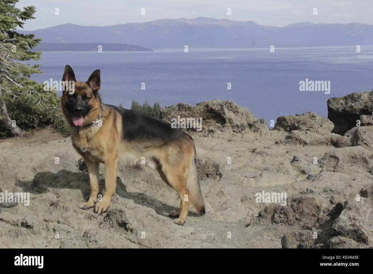 Angus, the German Shepherd standing proud up on a mountain peak above ...