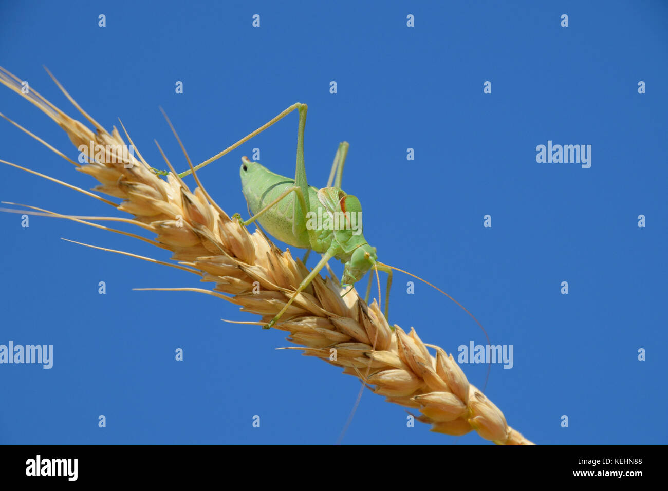 Isophia. Grasshopper is an isophy on a wheat spikelet. Isophya. Isophya ...