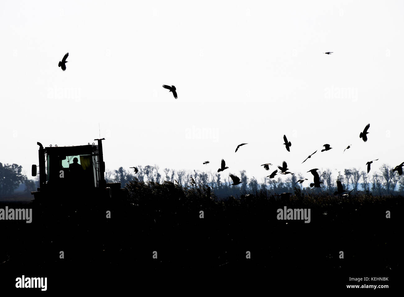Circling crows hi-res stock photography and images - Alamy