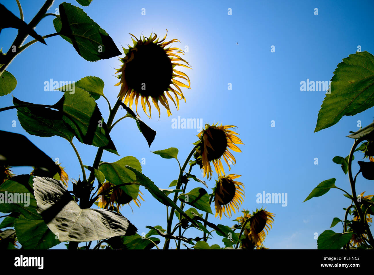 A view from below on blooming sunflowers. Sunflower field Stock Photo ...