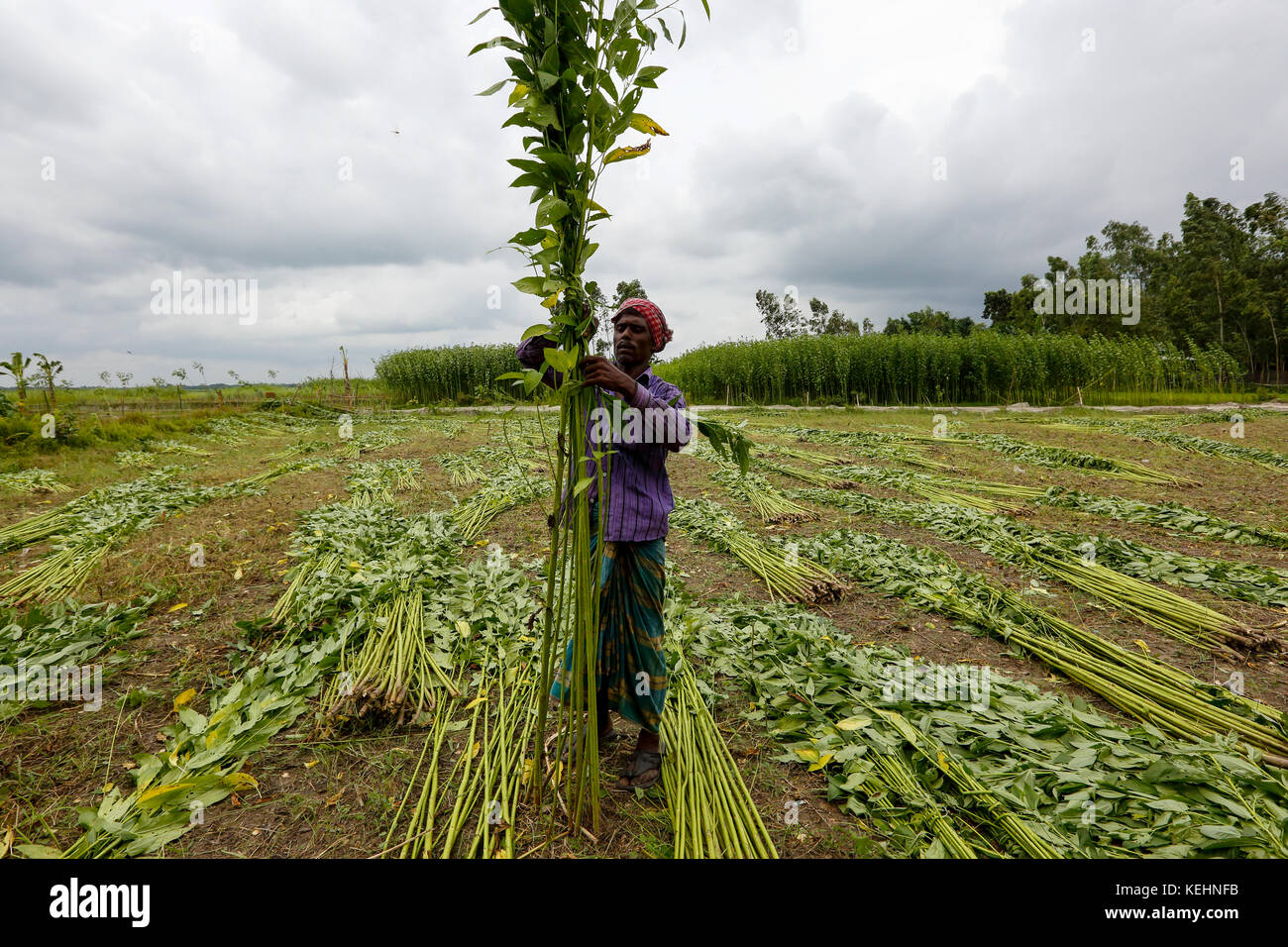 Nagarpur upajila hi-res stock photography and images - Alamy
