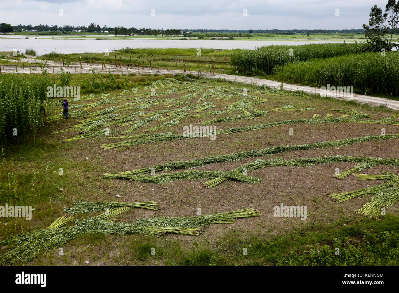 Jute stalks are kept on the field after harvesting at Nagarpun in ...