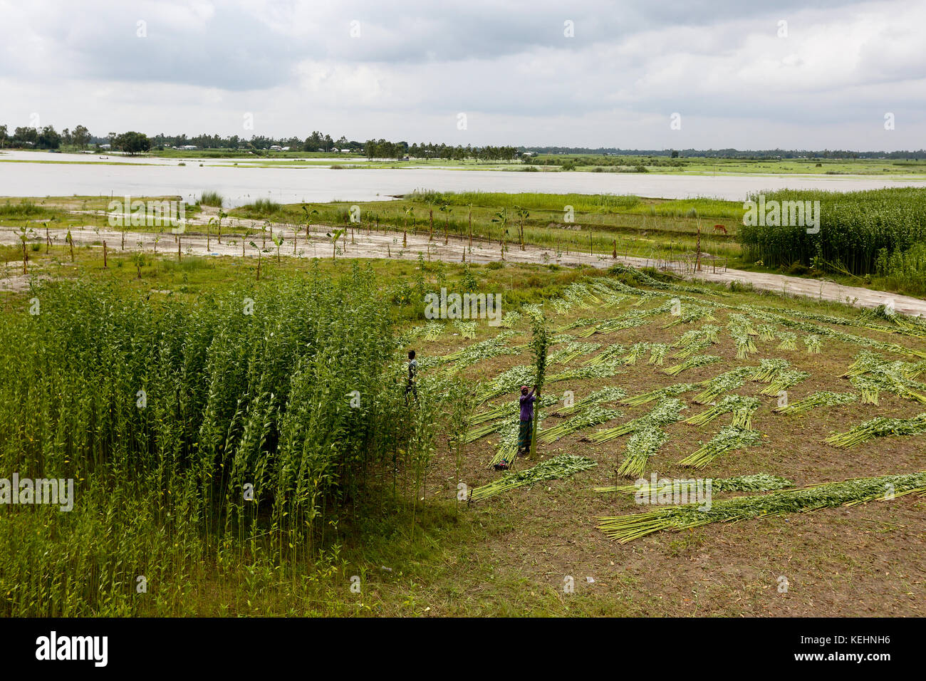 Jute stalks are kept on the field after harvesting at Nagarpun in ...