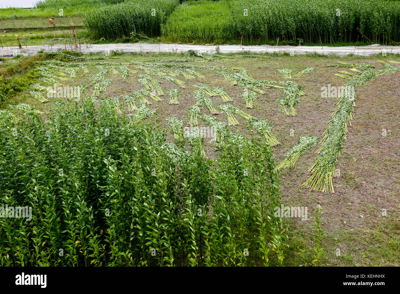 Jute stalks are kept on the field after harvesting at Nagarpun in ...