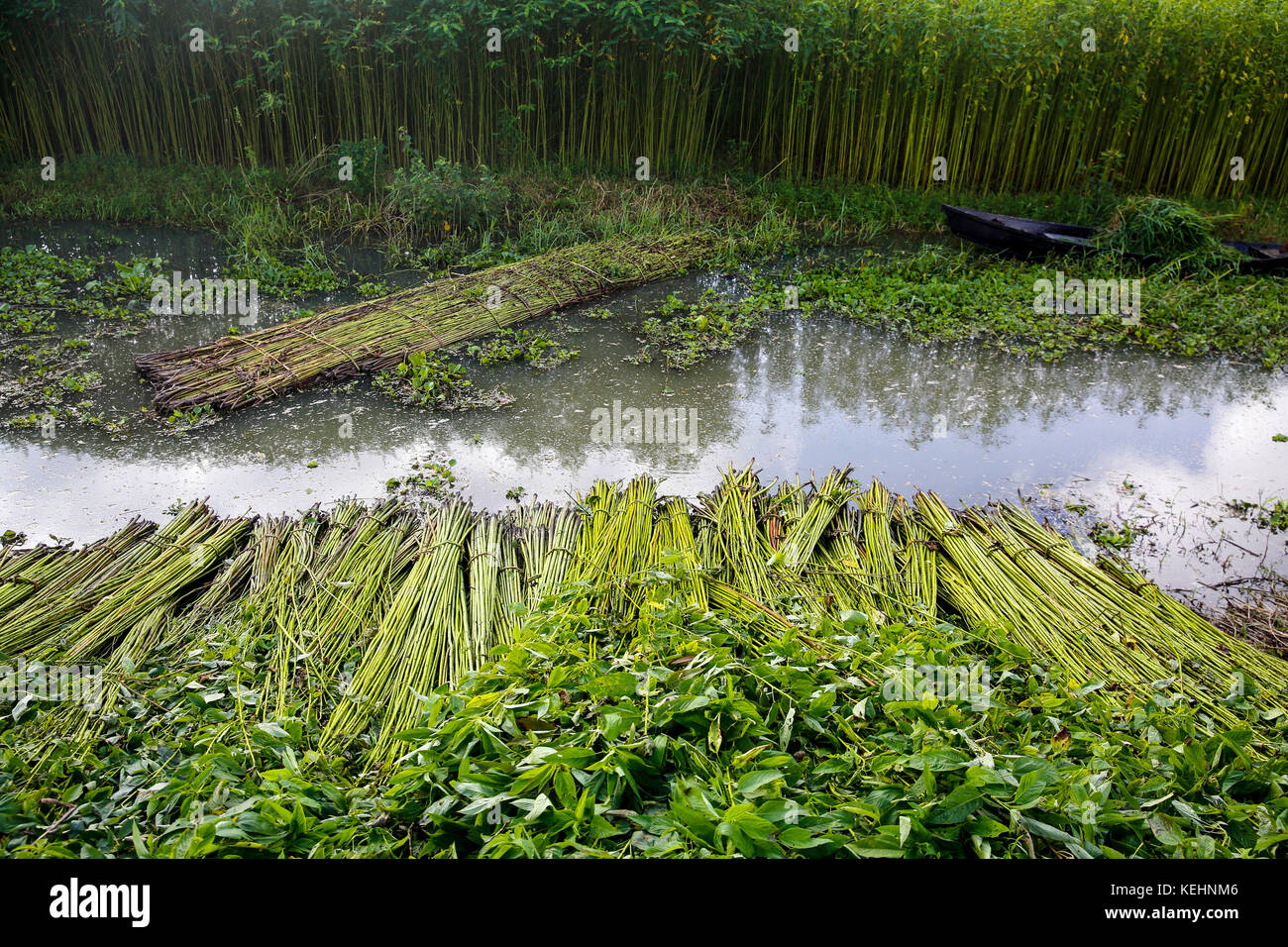 Jute stems being retted in water to separate the fibers at Sirajdikhan ...
