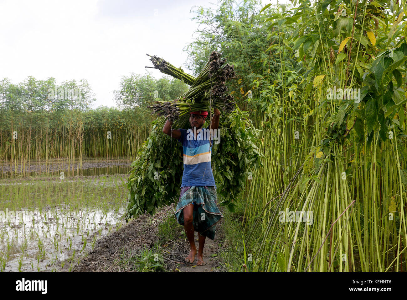 A farmer carries jute stalks after harvesting from the field at ...