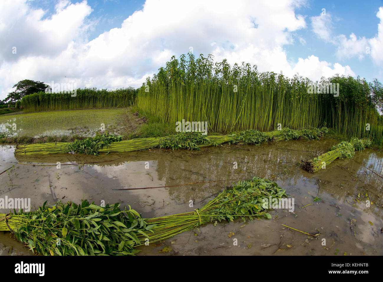 Jute stalks are kept on the field after harvesting at Sirajdikhan in ...