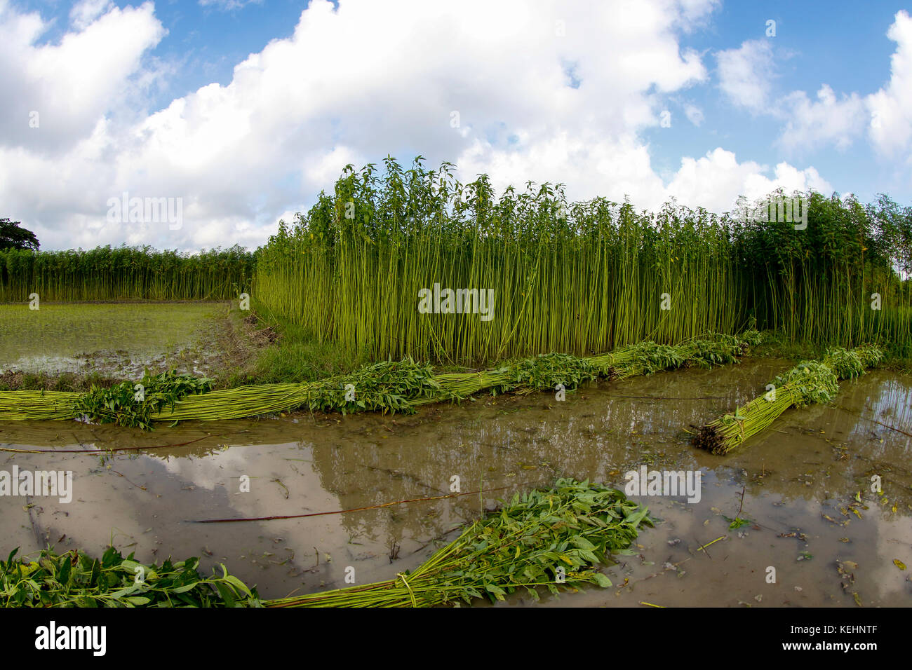 Jute stalks are kept on the field after harvesting at Sirajdikhan in ...