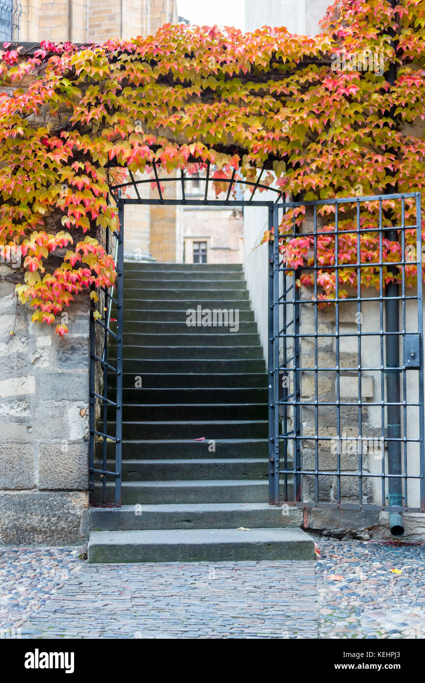 Backyard door gate entrance with wild grape vine Stock Photo - Alamy