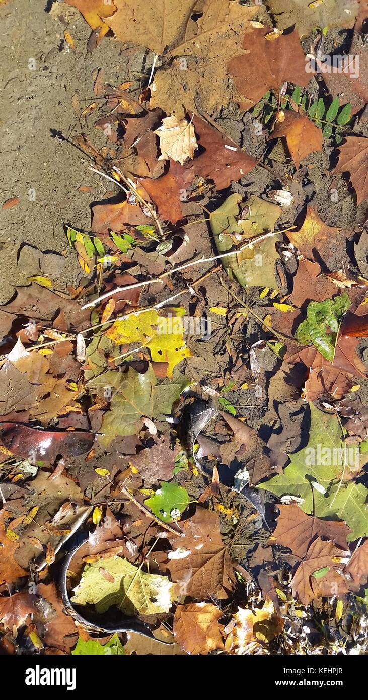 Autumn leaves in a puddle hi-res stock photography and images - Alamy