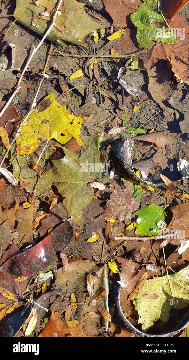 Autumn leaves in a puddle hi-res stock photography and images - Alamy