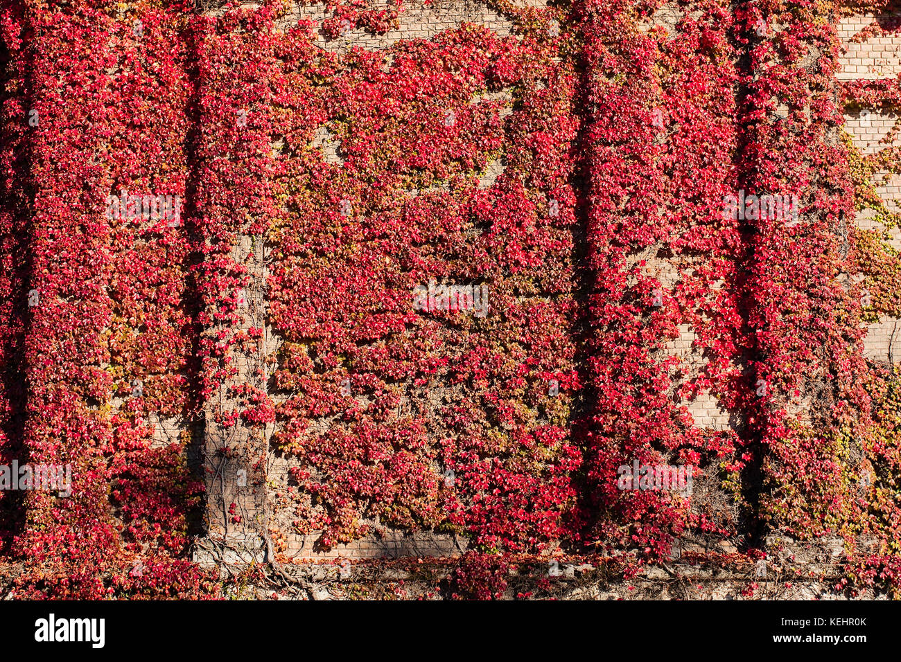 Red ivy covering old brick wall Stock Photo - Alamy