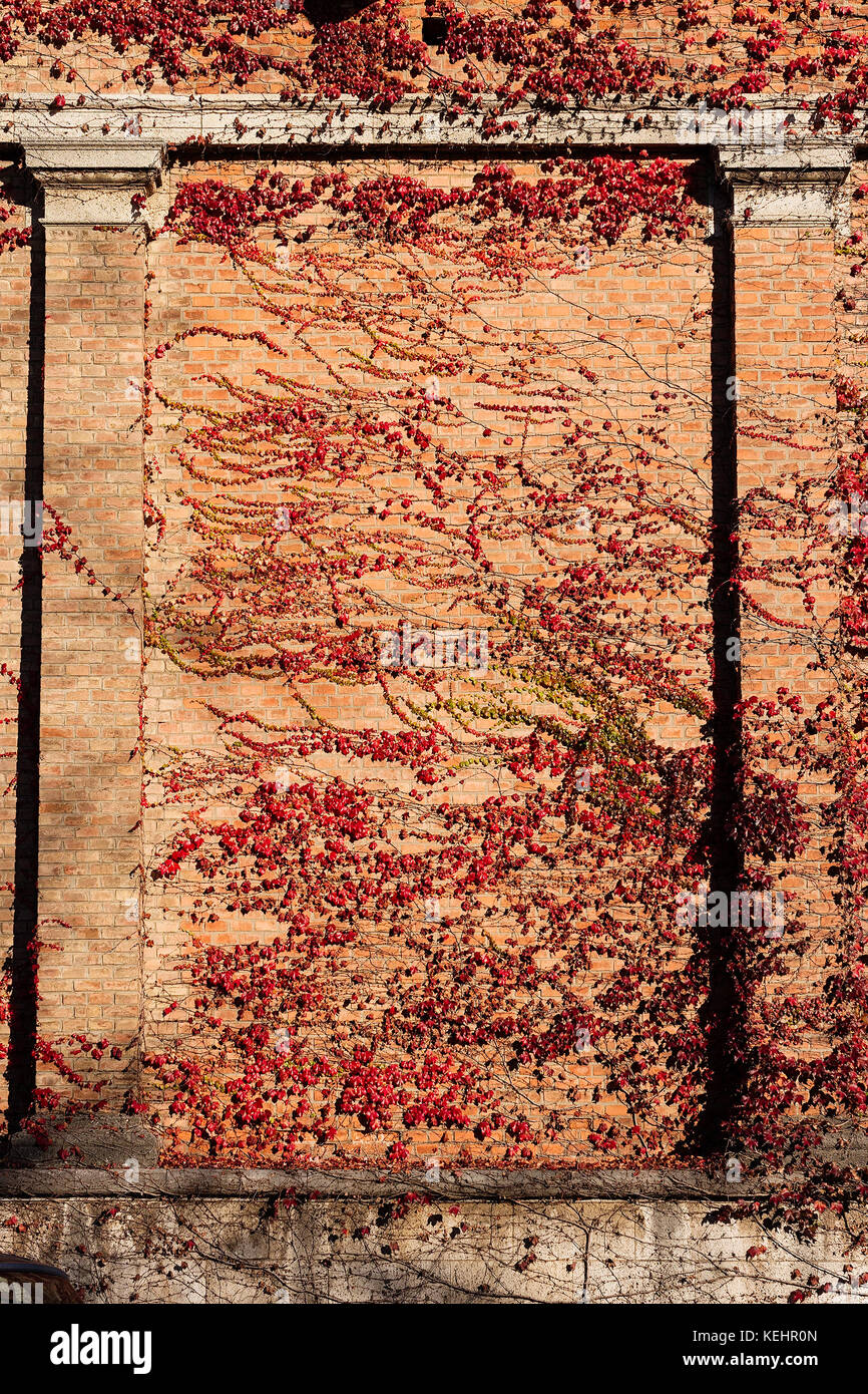 Red ivy covering old brick wall Stock Photo - Alamy