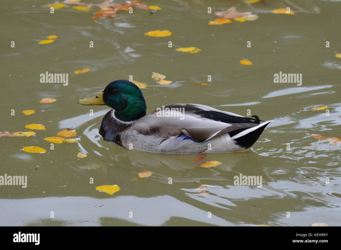 Duck in the water Stock Photo - Alamy