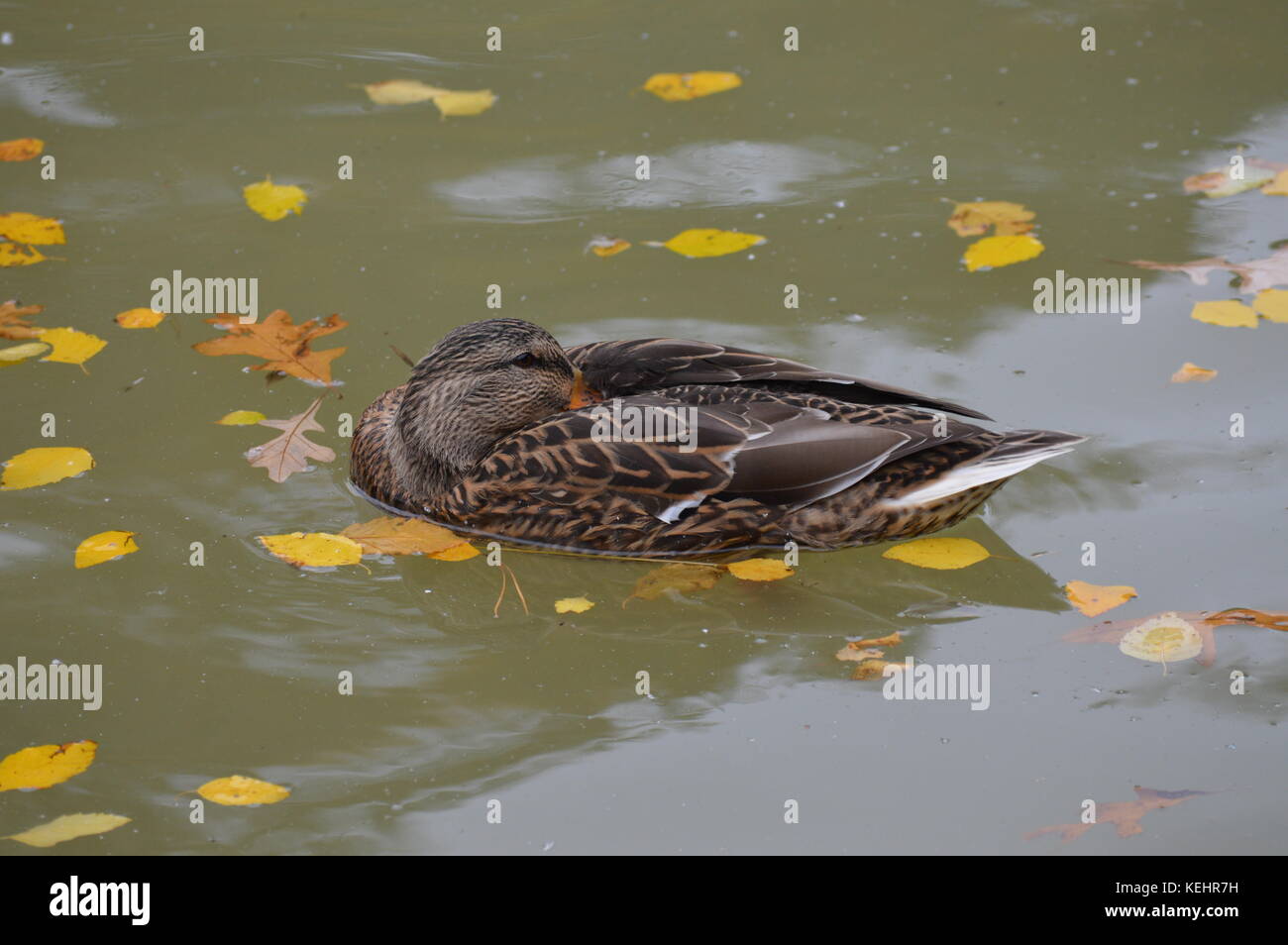 Duck in the water Stock Photo - Alamy