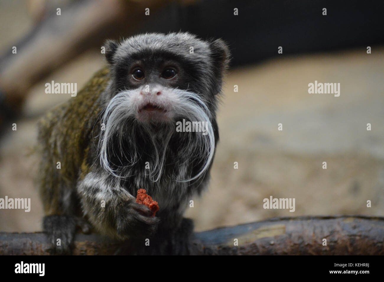 Tamarin eating hi-res stock photography and images - Alamy