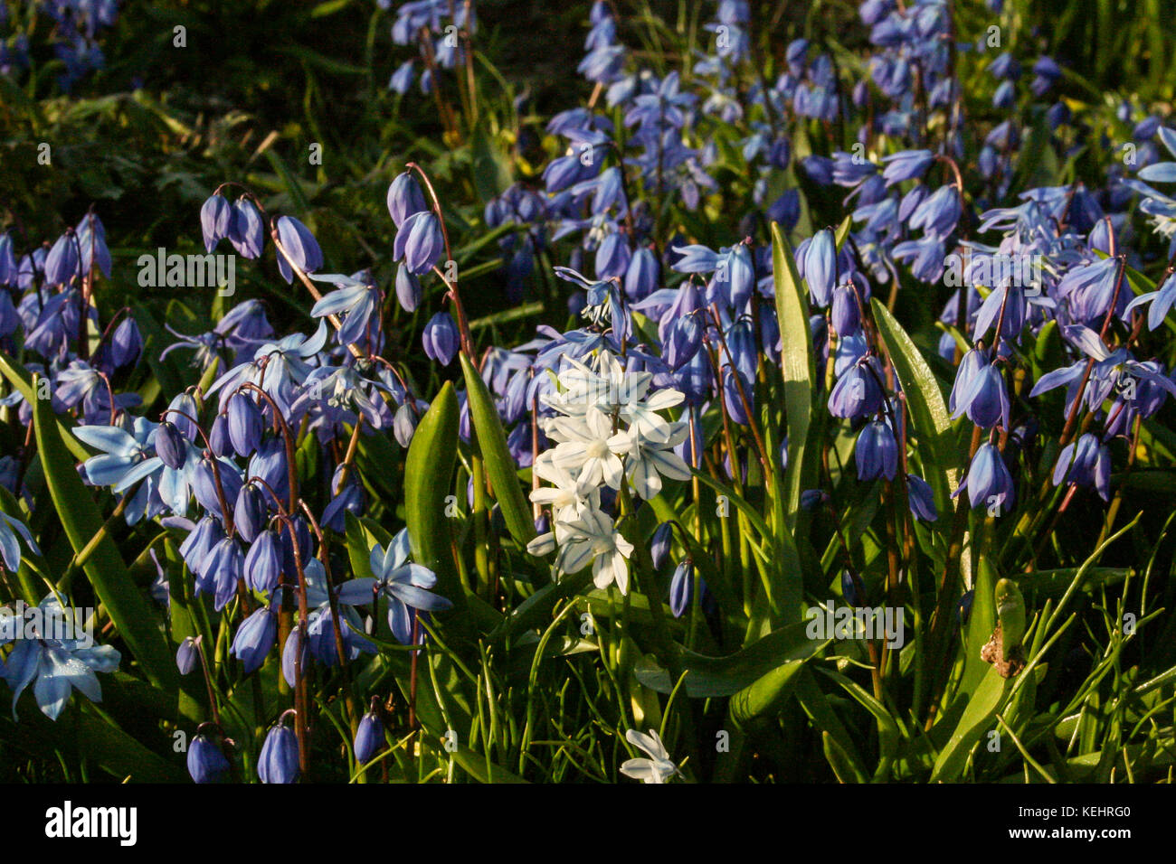 Blue snowdrops in the early spring Stock Photo - Alamy