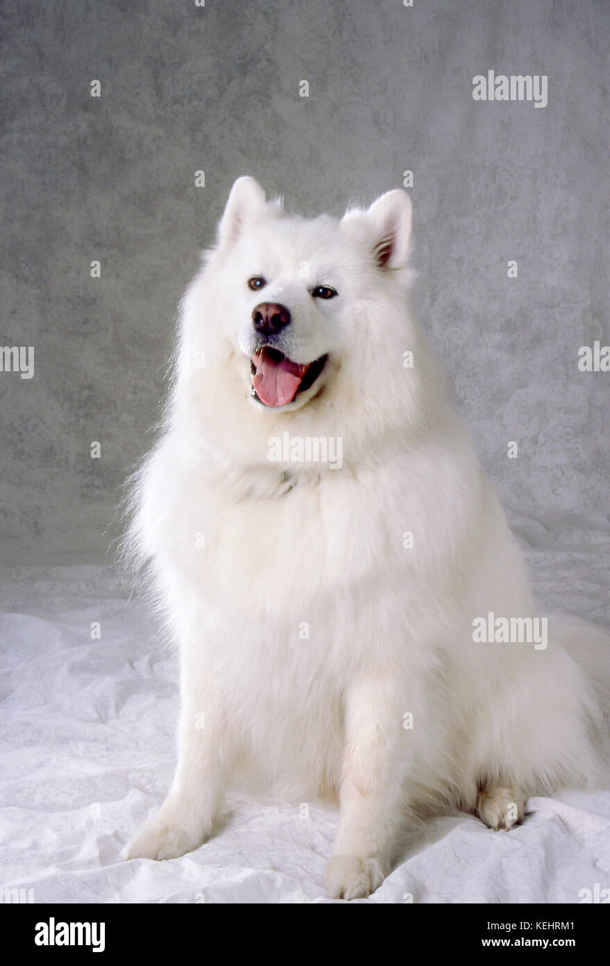 White Great Pyrenees dog portrait on white background front view ...