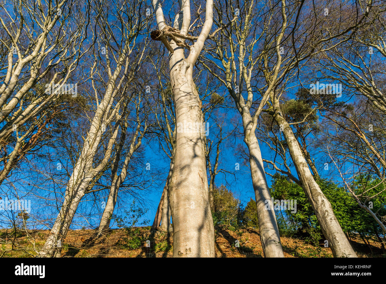 Beech copse by Inchgarth Reservoire Stock Photo - Alamy