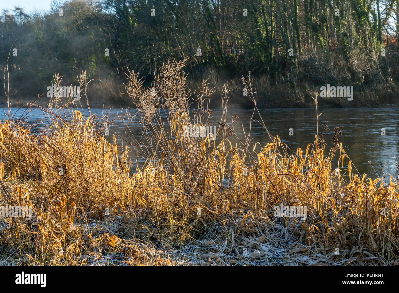 Grass beside the River Dee, Inchgarth Stock Photo - Alamy