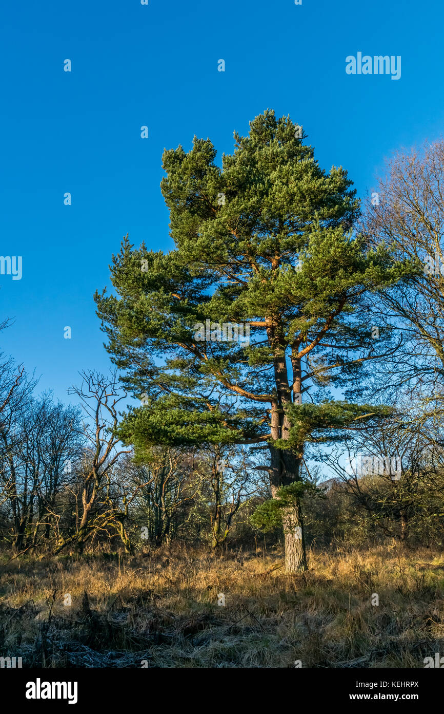 Pine tree beside the River Dee Stock Photo - Alamy
