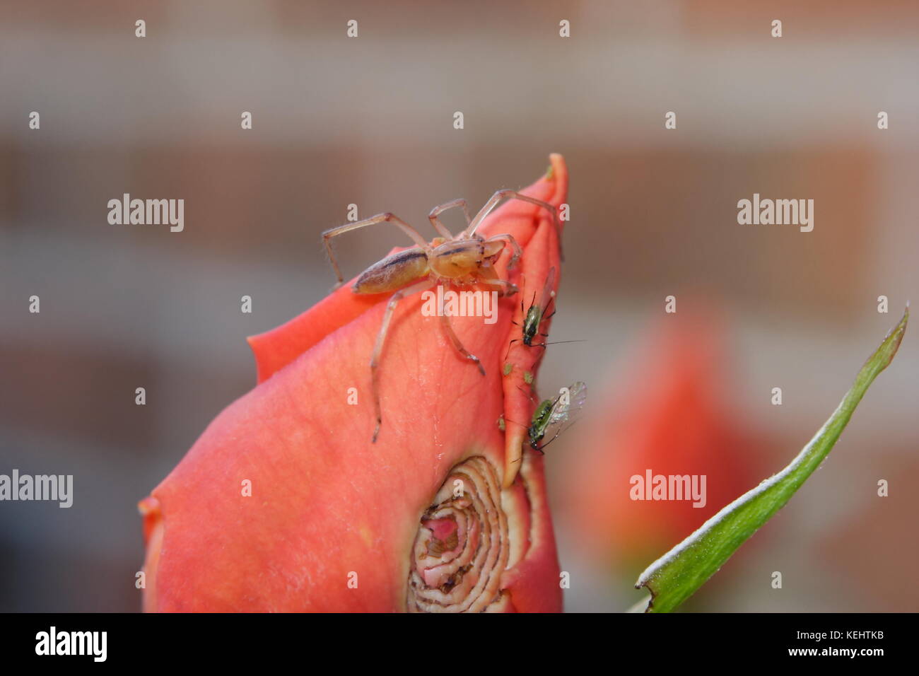 Prowling Spider - Cheiracanthium gilvum Stock Photo - Alamy