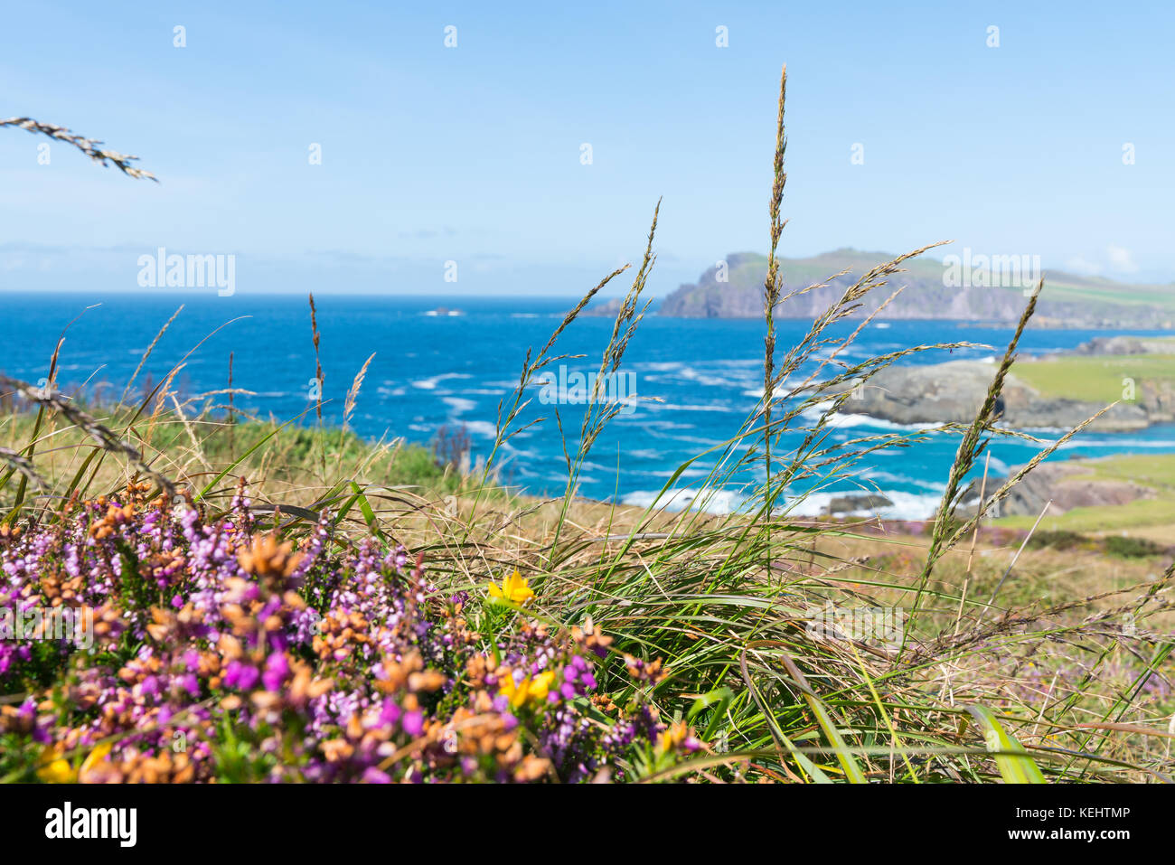 Focus on dry grass blowing in wind in foreground of rugged west Irish ...