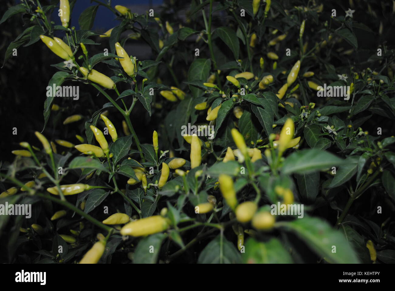 Multiple green peppers hi-res stock photography and images - Alamy