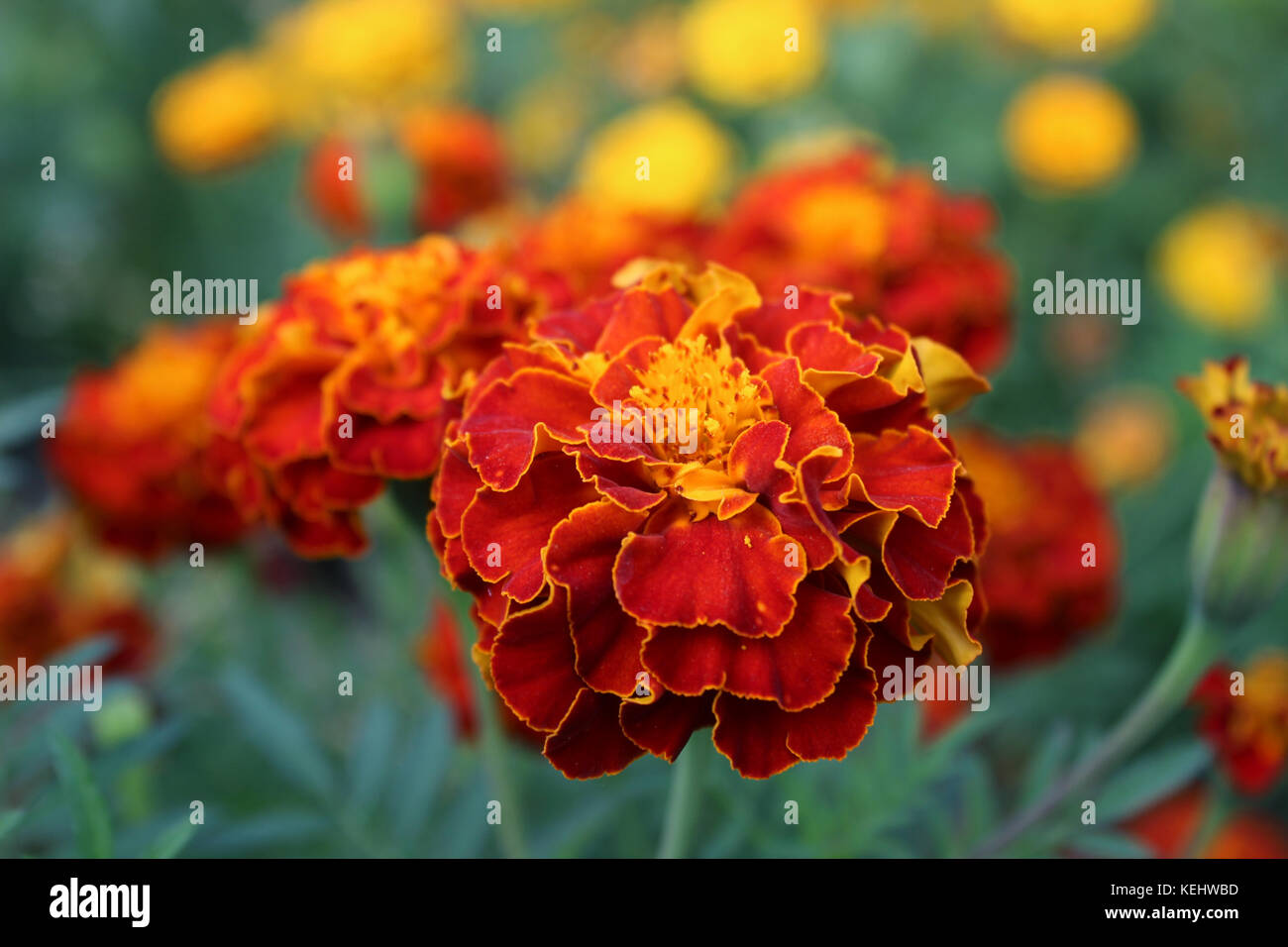 One red marigold blossom close up in the garden Stock Photo - Alamy