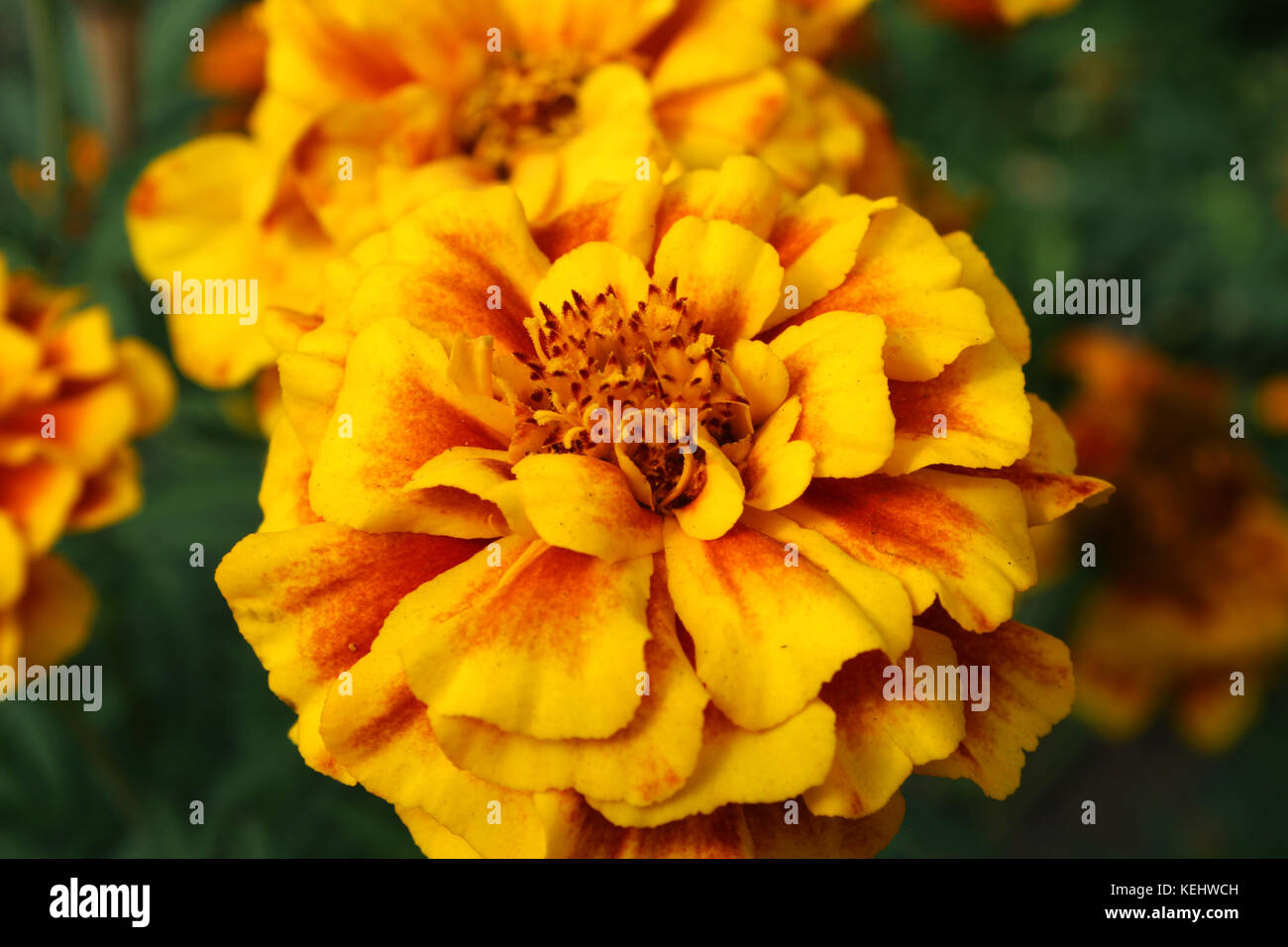 One yellow marigold blossom close up in the garden Stock Photo - Alamy
