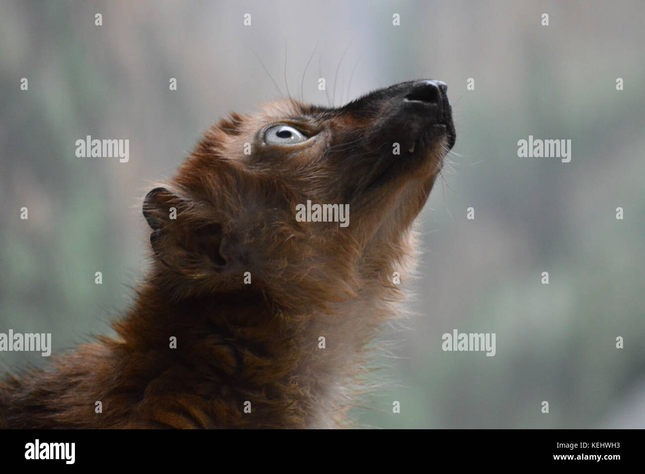 Blue Eyed Lemur Stock Photo - Alamy
